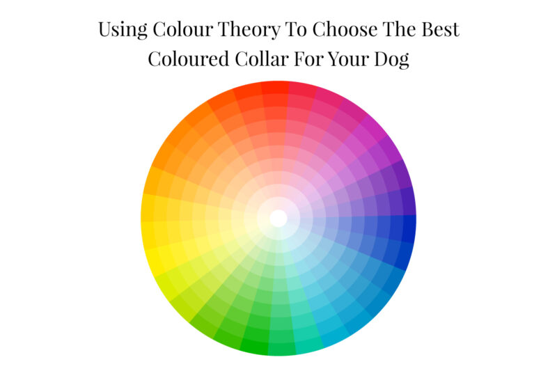 What Colour Collar Should Your Dog Wear? - Petiquette
